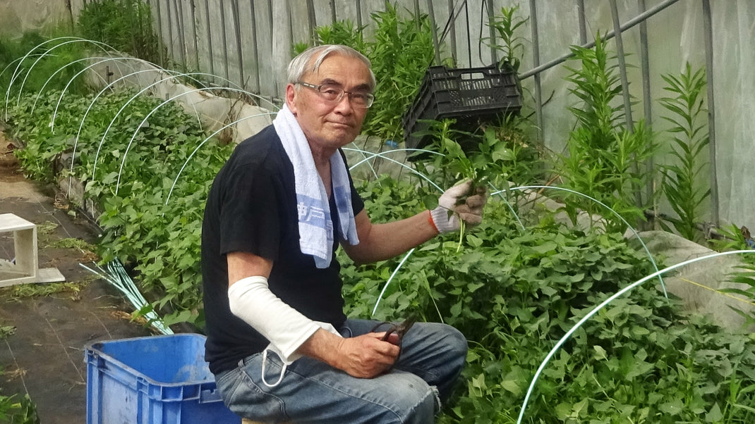 Imo Madoi 芋円居 · Artisanal Japanese Vegetable Snacks